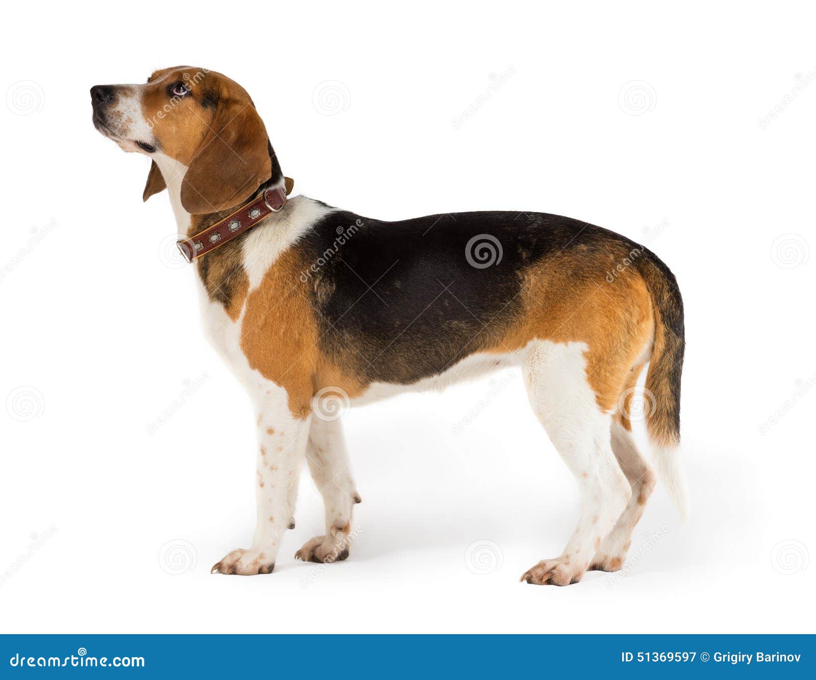 Beagle dog stock image. Image of isolated, white, beagle - 51369597