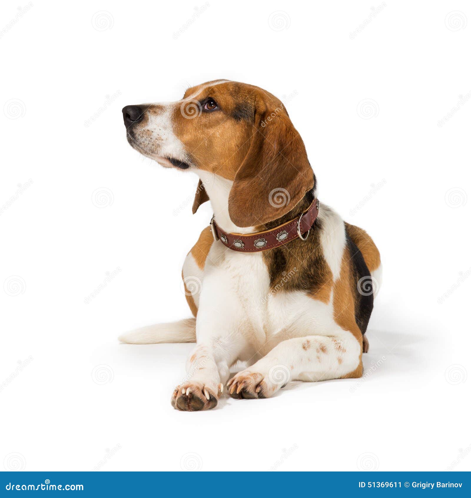Beagle dog stock image. Image of vare, leash, gift, harrier - 51369611