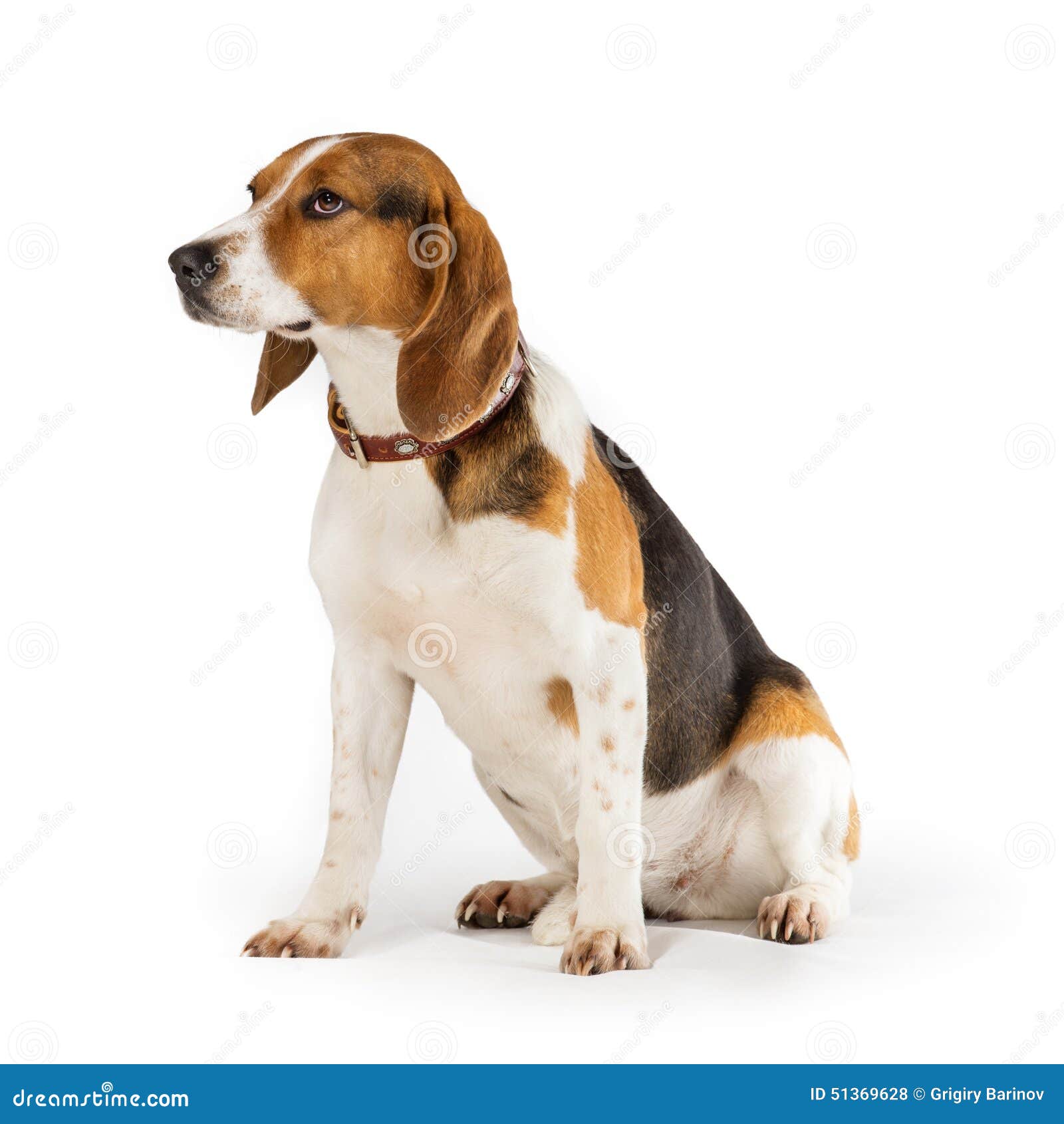 Beagle dog stock photo. Image of harrier, background - 51369628