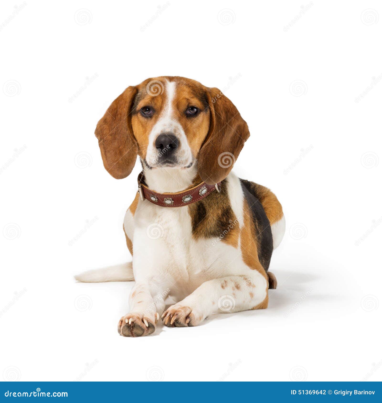 Beagle dog stock photo. Image of present, hound, drever - 51369642
