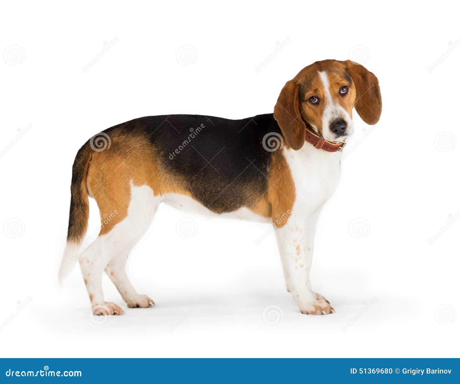 Beagle dog stock photo. Image of hamiltonstapara, present - 51369680