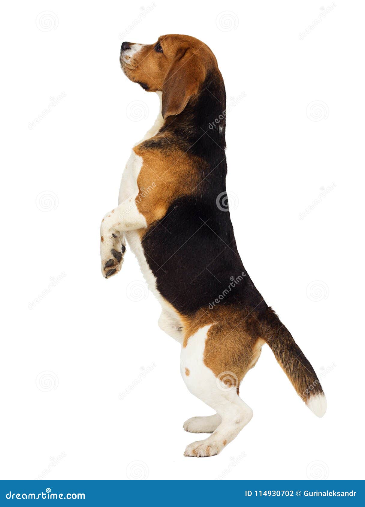 Beagle dog jumping up stock photo. Image of look, cute - 114930702