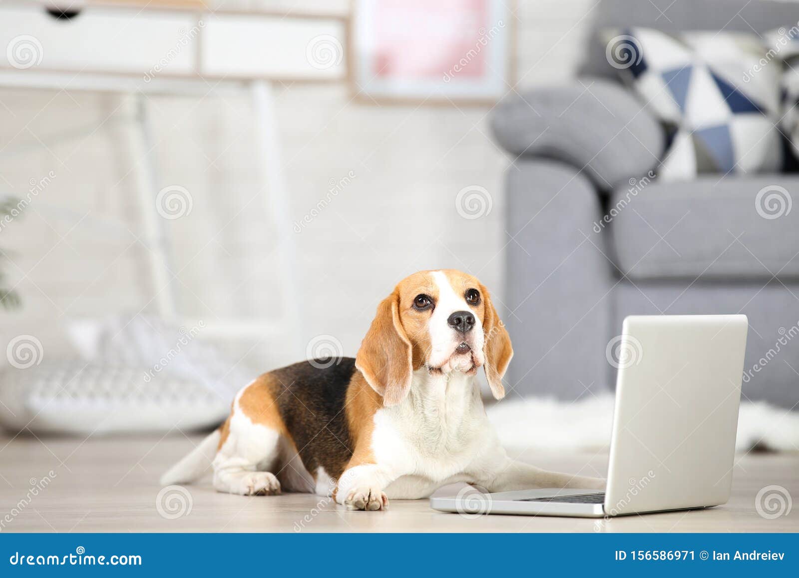 Beagle Dog with Laptop Computer Stock Image - Image of floor, happy ...