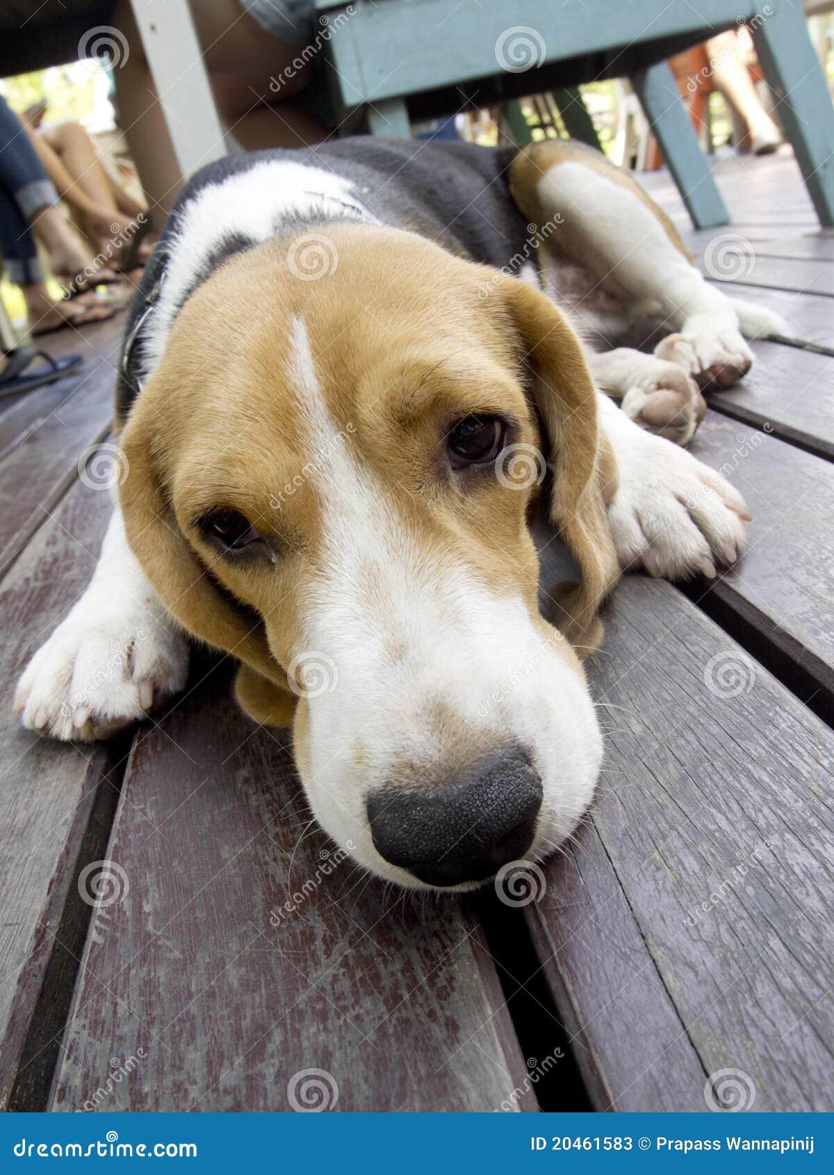 Beagle Dog Laying Look Sleepy Stock Image - Image of sitting, laying ...