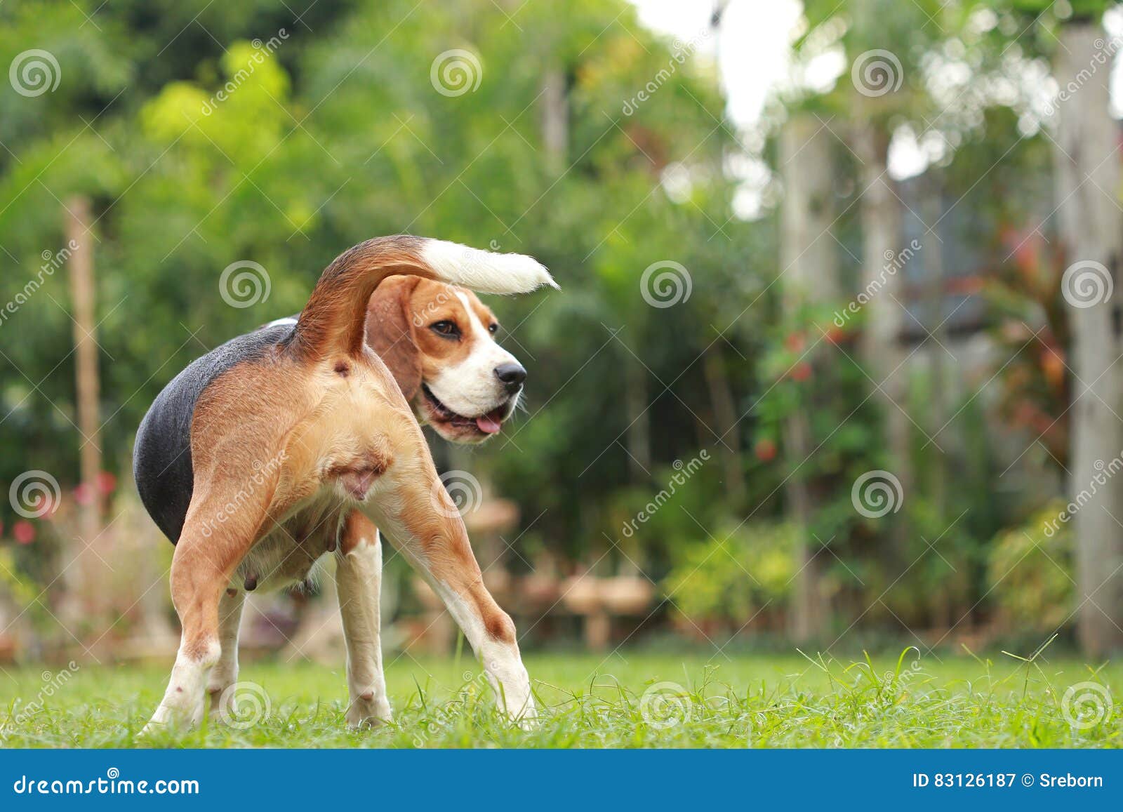 Female Dog Heat Cycle