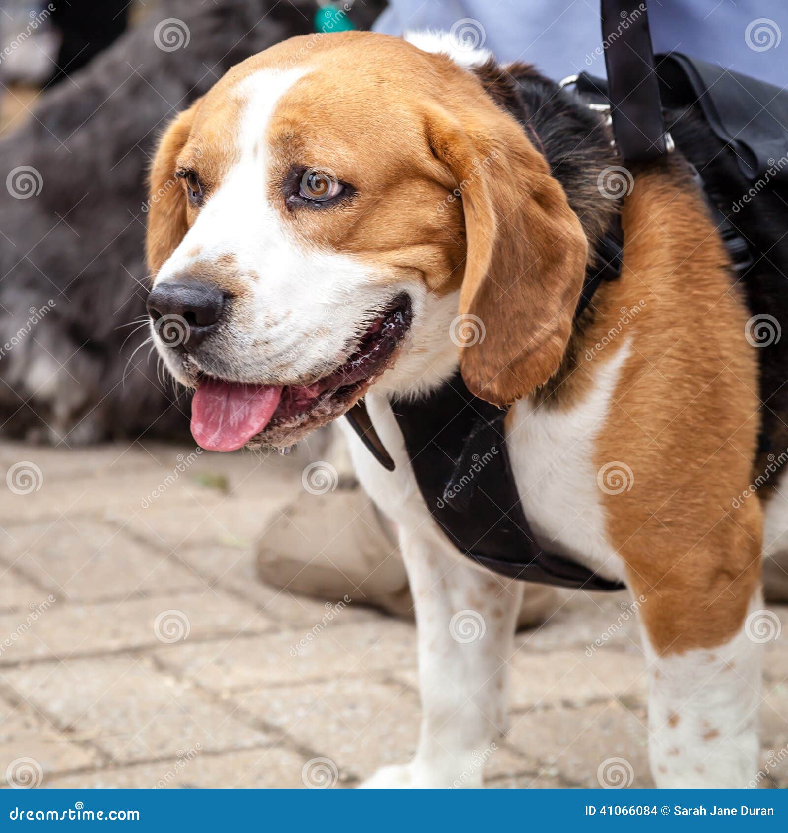 Beagle Dog Looking Bored in Black Harness Stock Photo - Image of eyes ...