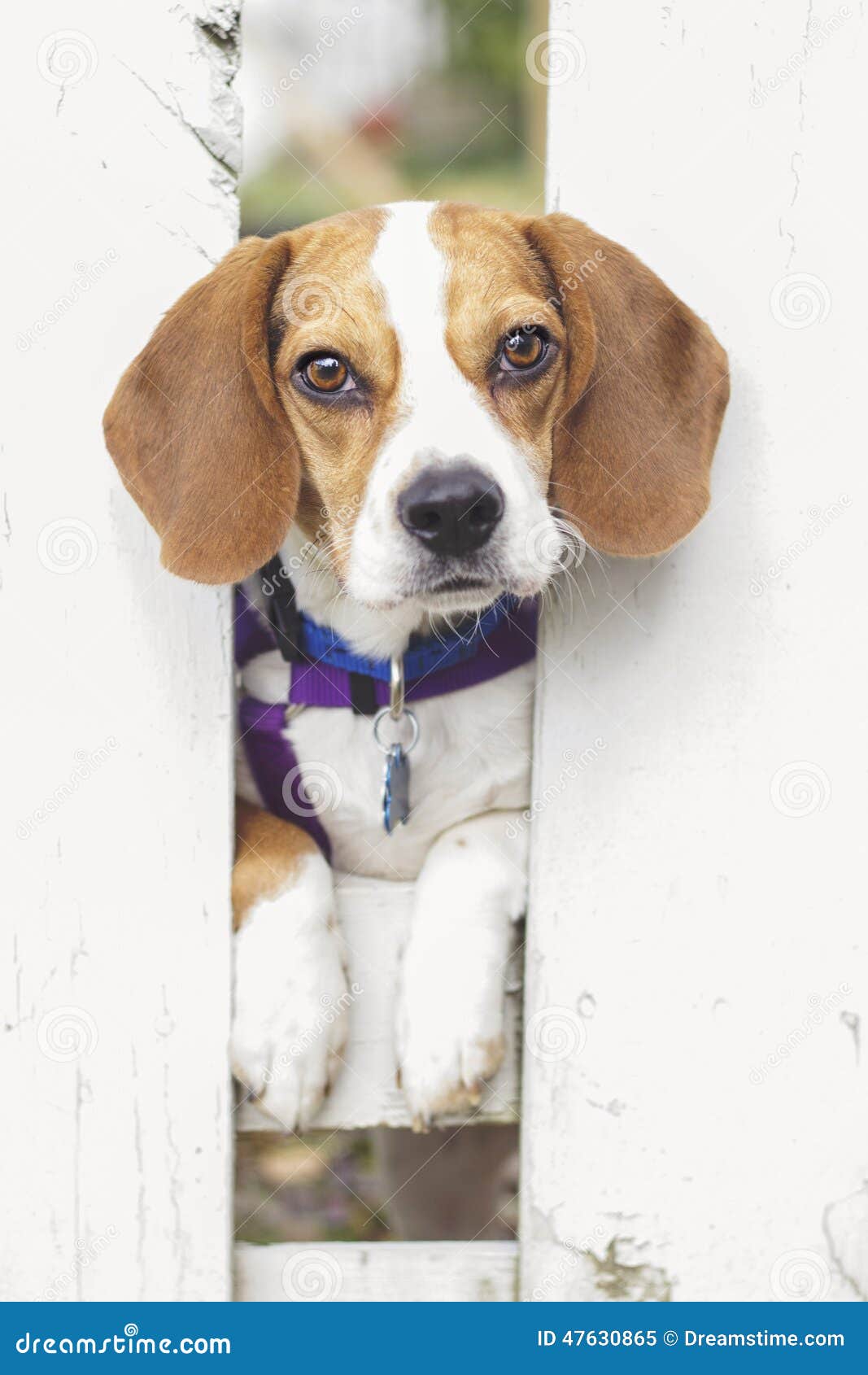 Beagle Dog stock image. Image of purple, canine, purebred - 47630865