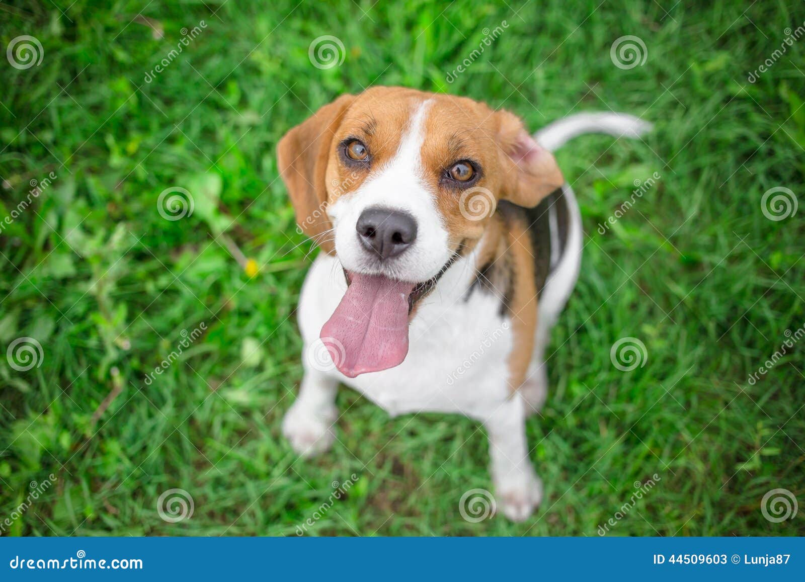Beagle dog looking up stock image. Image of domestic - 44509603