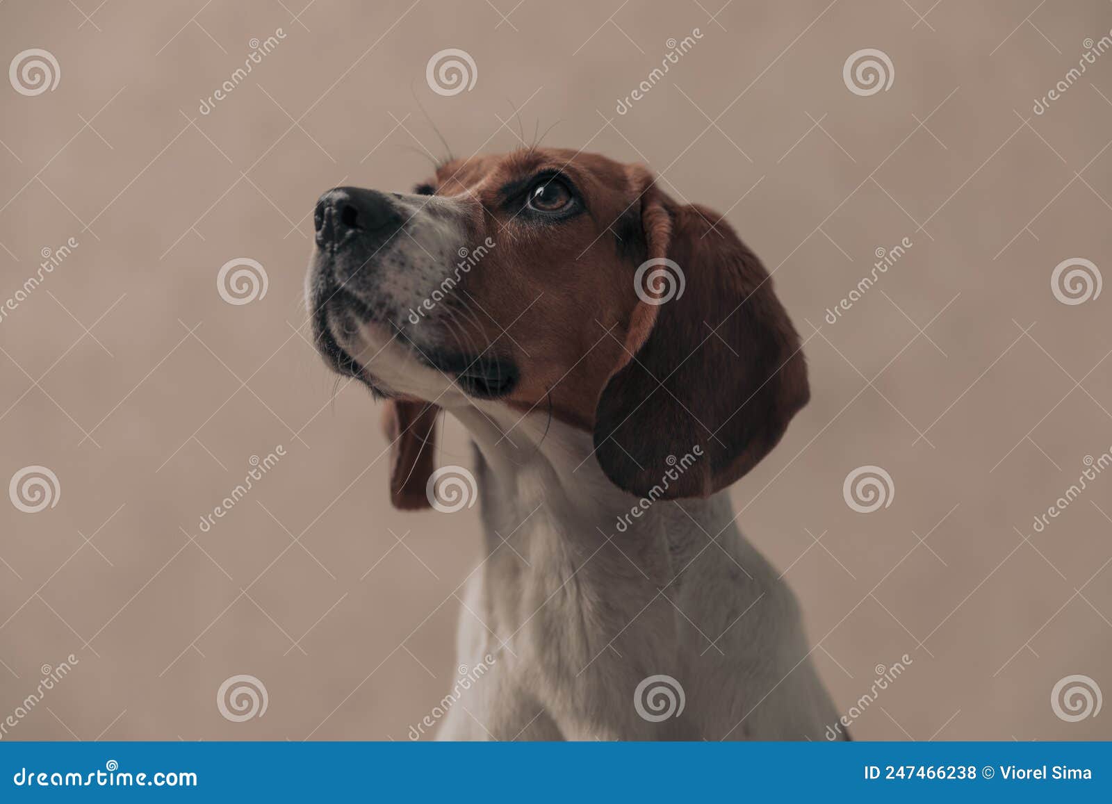 Beagle Dog Looking Up, with a Optimistic Vision Stock Photo - Image of ...