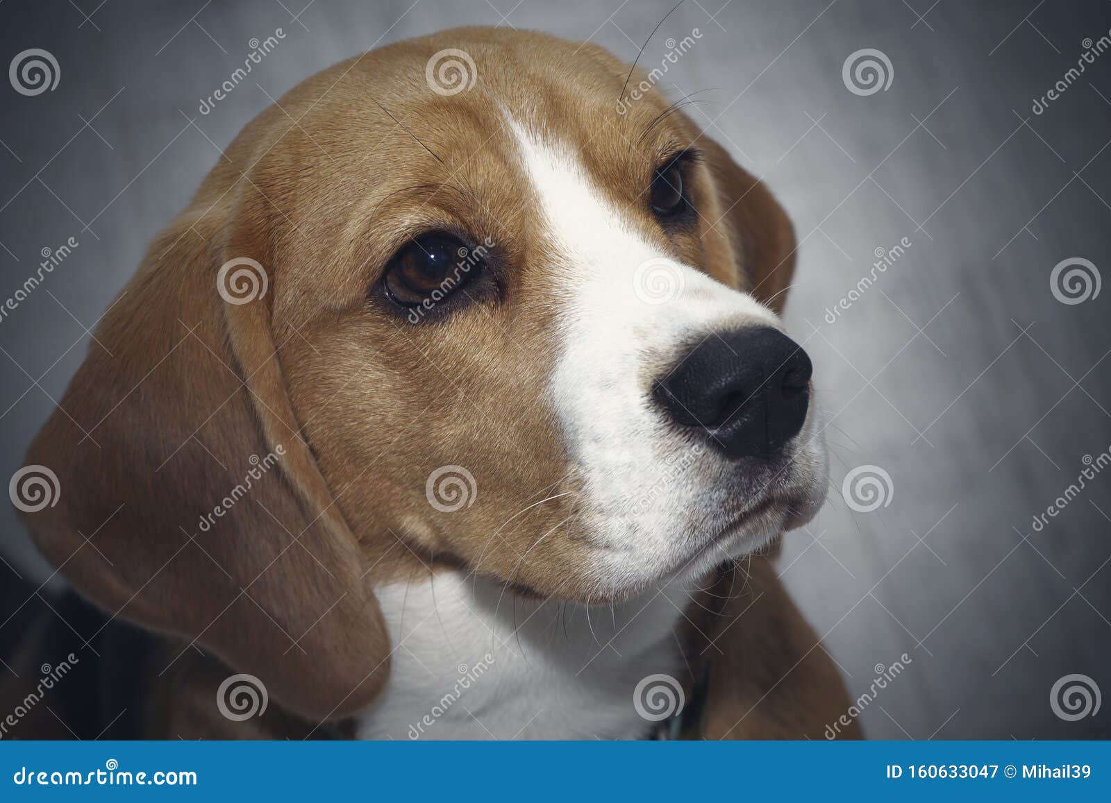 The Beagle Dog Looks Guilty. the Dog Looks Up Sadly. Stock Image ...