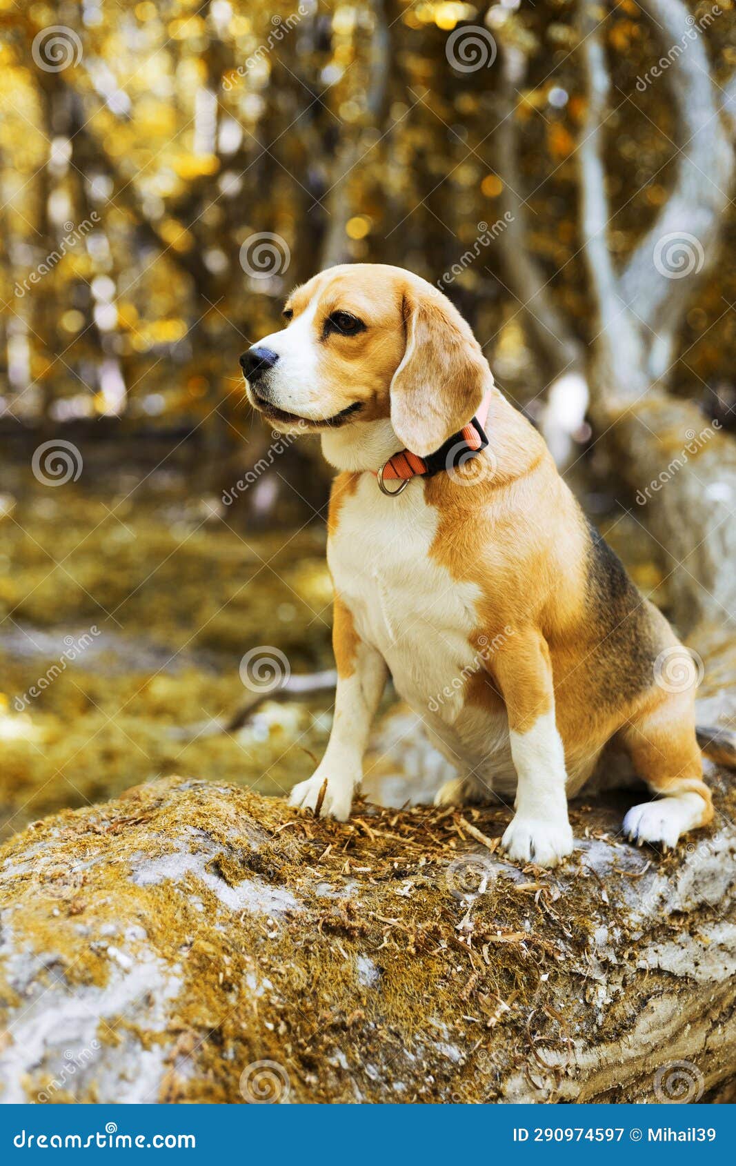 A Beagle Dog Looks Thoughtfully into the Distance. Stock Image - Image ...