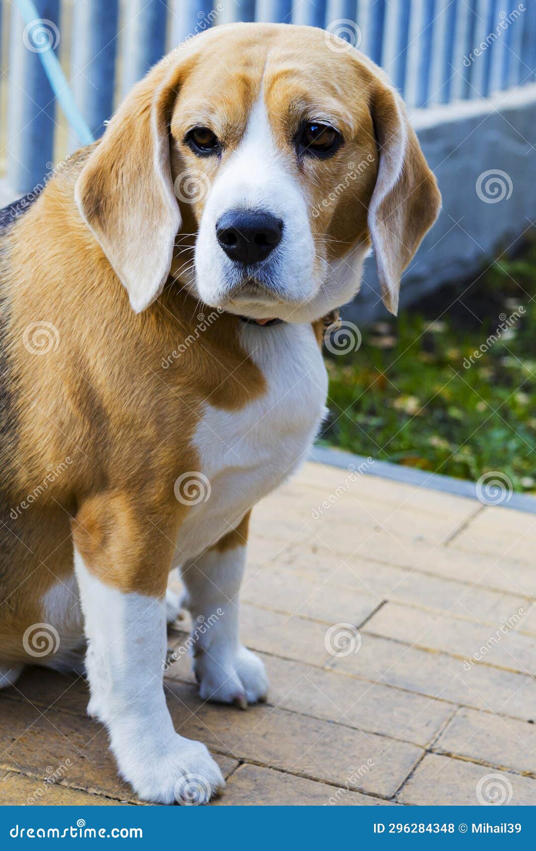A Beagle Dog Looks Thoughtfully into the Distance. Stock Photo - Image ...