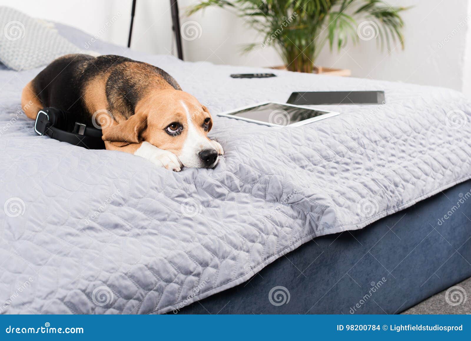 Beagle Dog Lying on Bed with Digital Devices and Headphones Stock Photo ...
