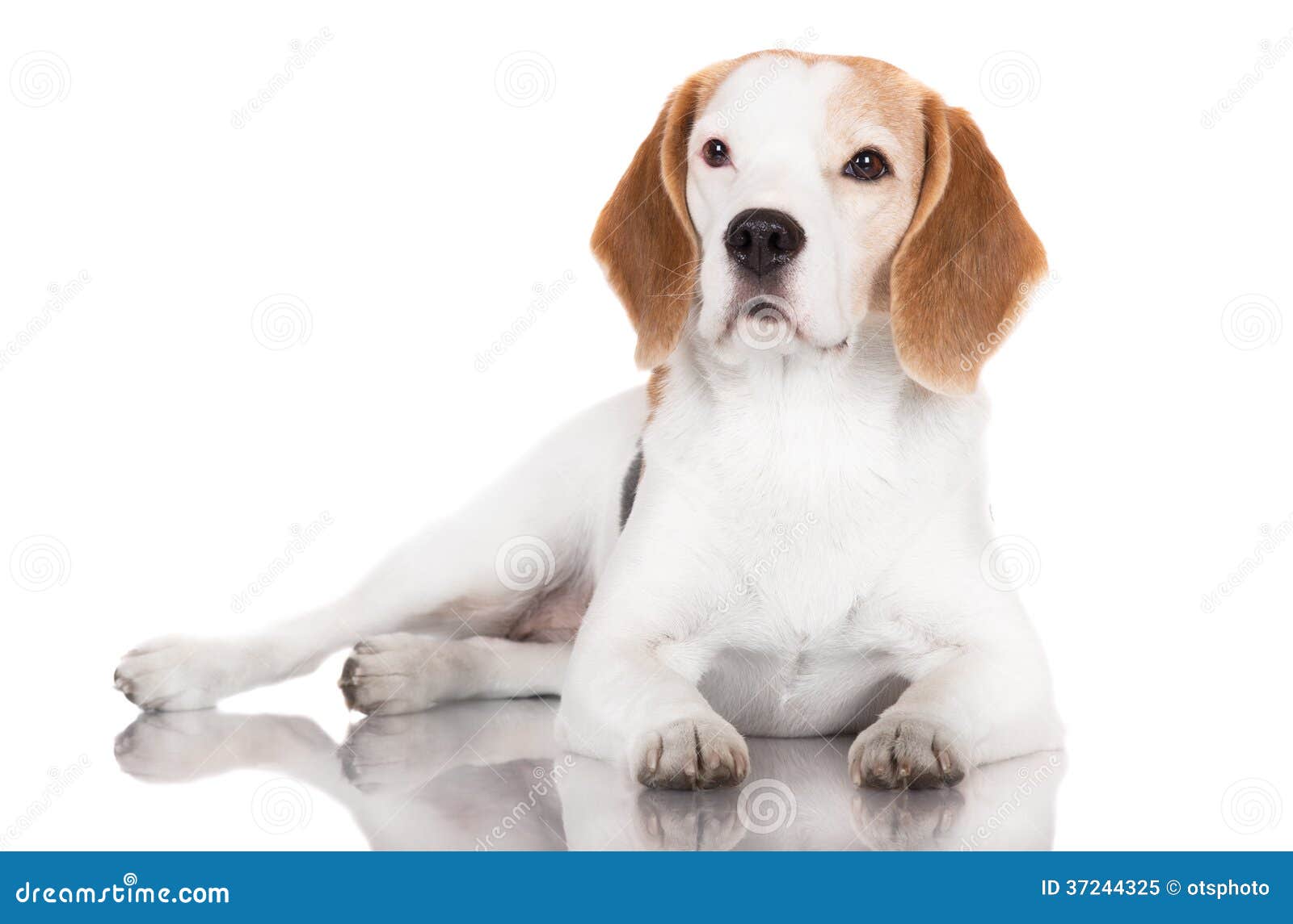 Beagle dog lying down stock image. Image of head, happy - 37244325