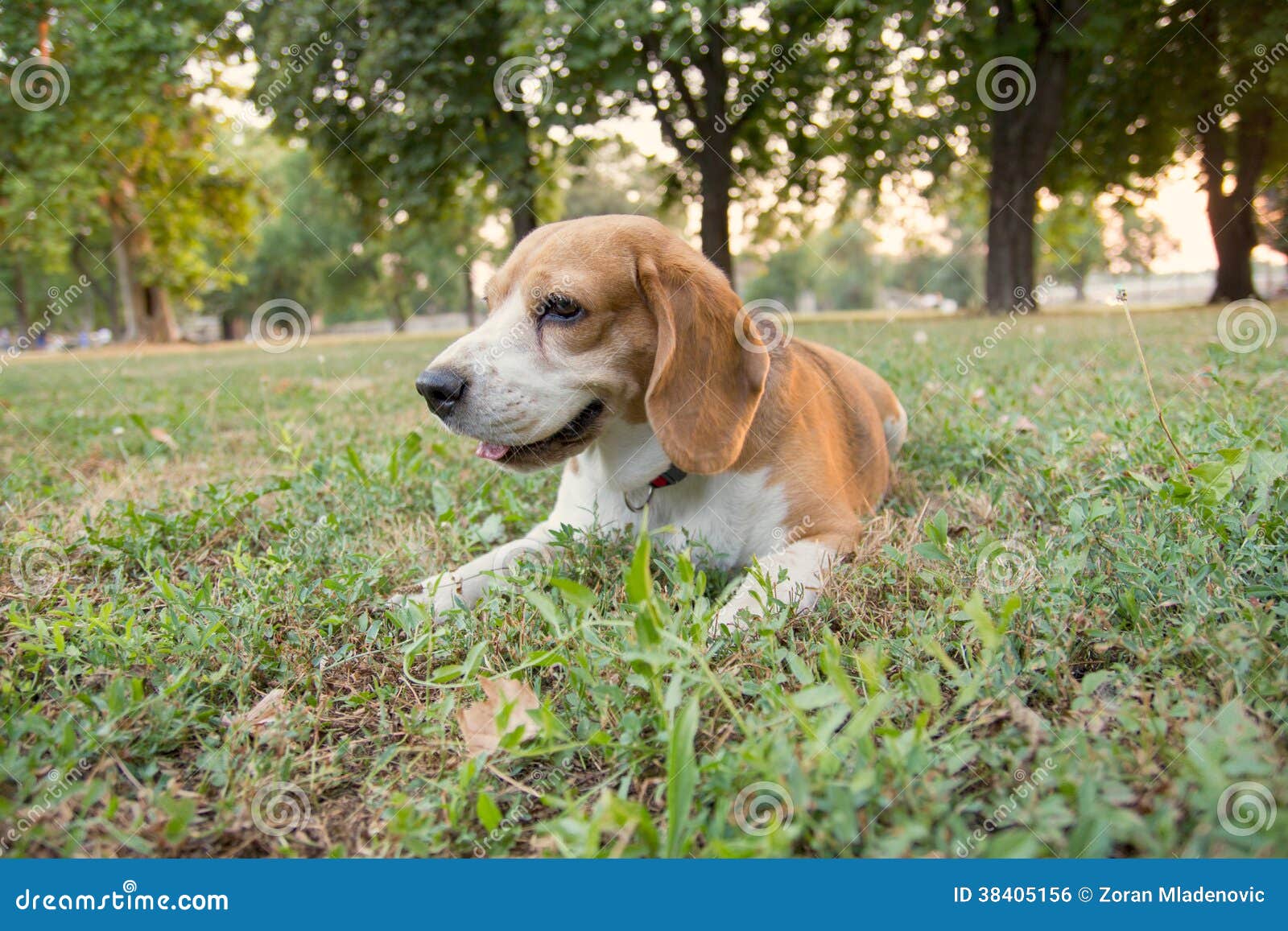 Beagle Dog Lying on the Grass in the Park Stock Photo - Image of cute ...