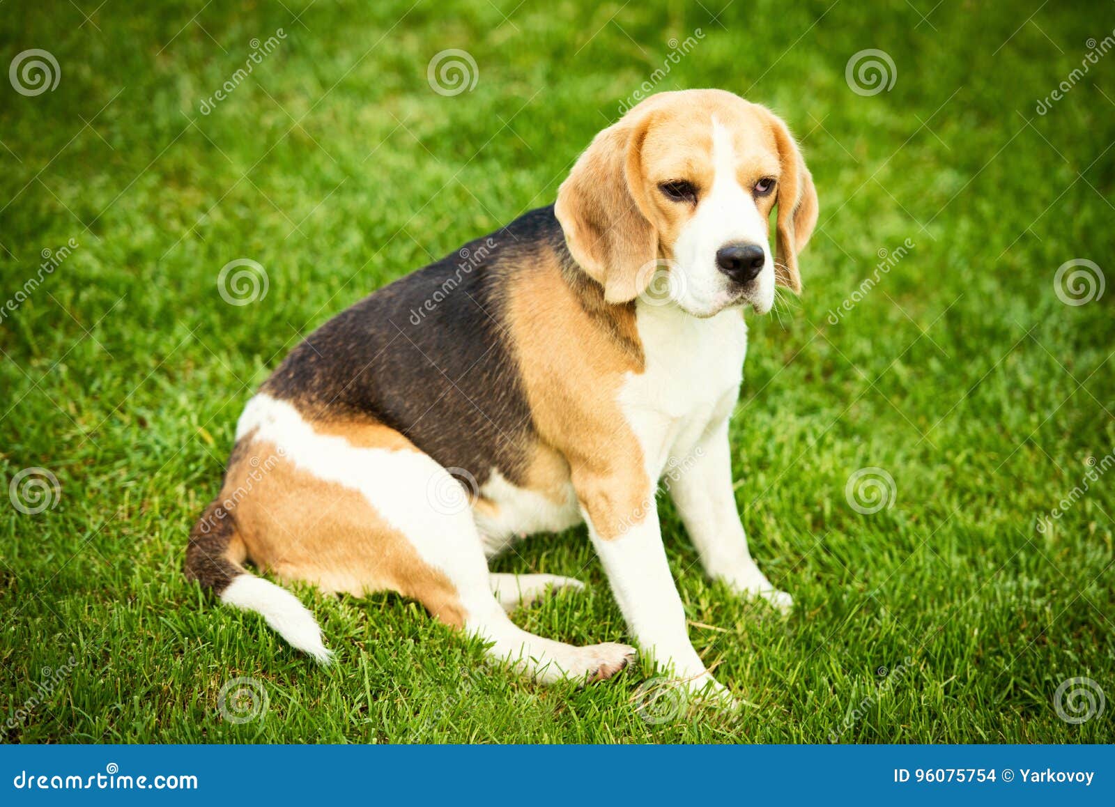 A Beagle Dog Lying on a Green Grass Stock Photo - Image of looking ...