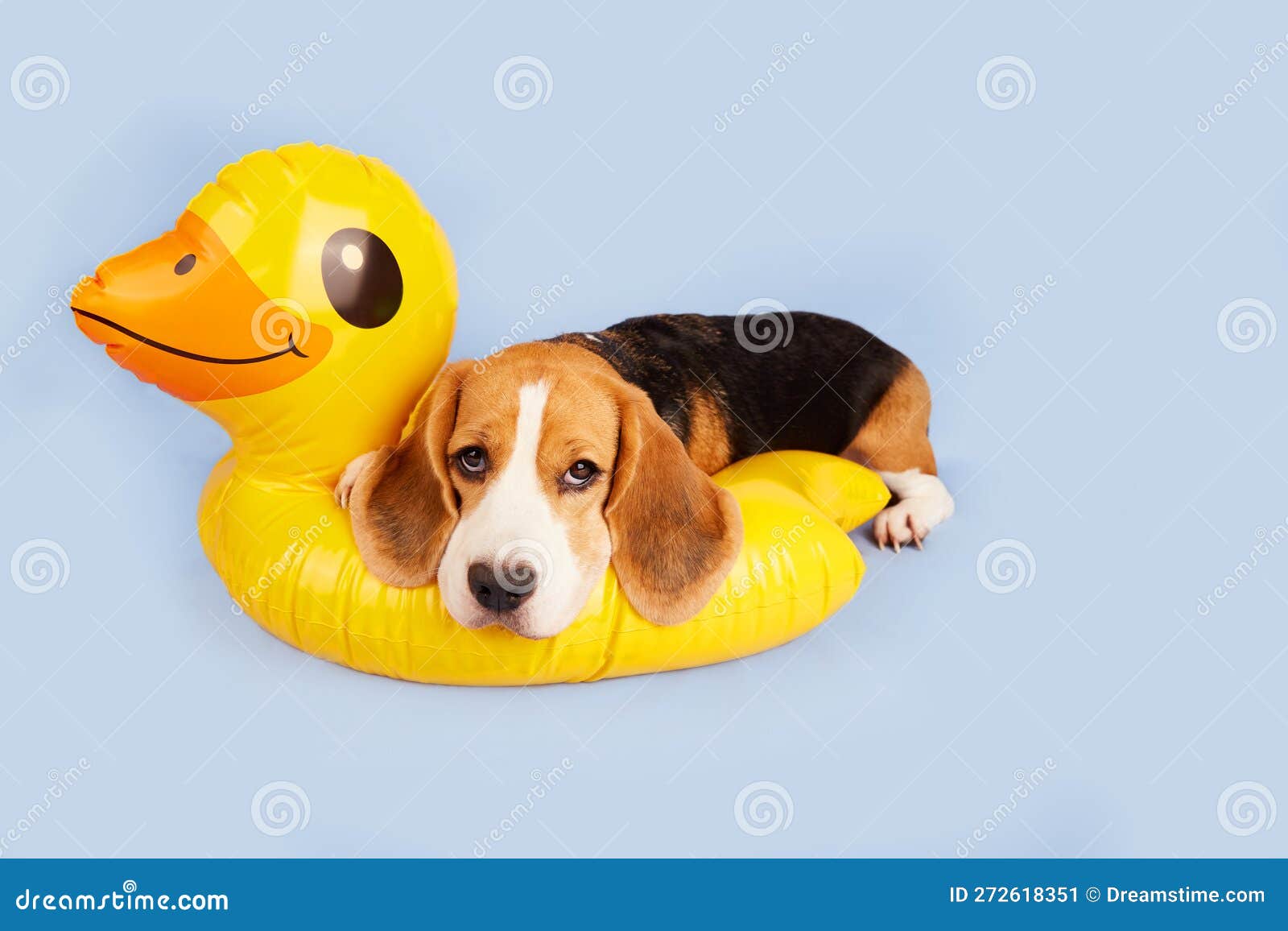 A Beagle Dog is Lying on an Inflatable Floating Circle Stock Image ...