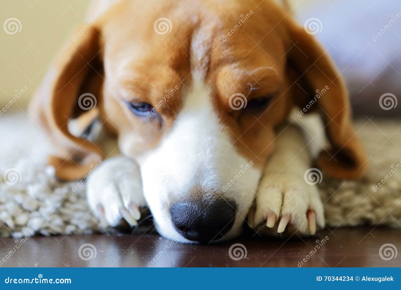 Beagle Dog Nose, Sad Beagle on the Capet Stock Photo - Image of wood ...