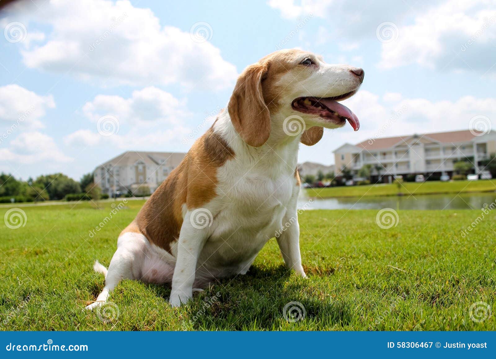 Beagle Dog Outside stock image. Image of sittingdog, butterscotch ...