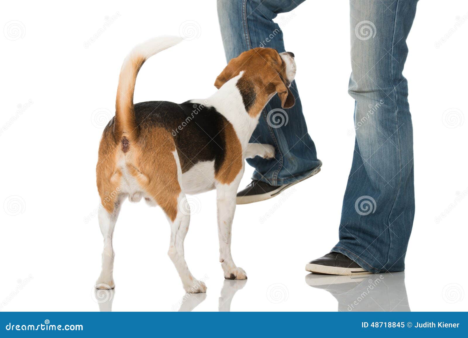Beagle stock image. Image of dogschool, woman, pedigree - 48718845