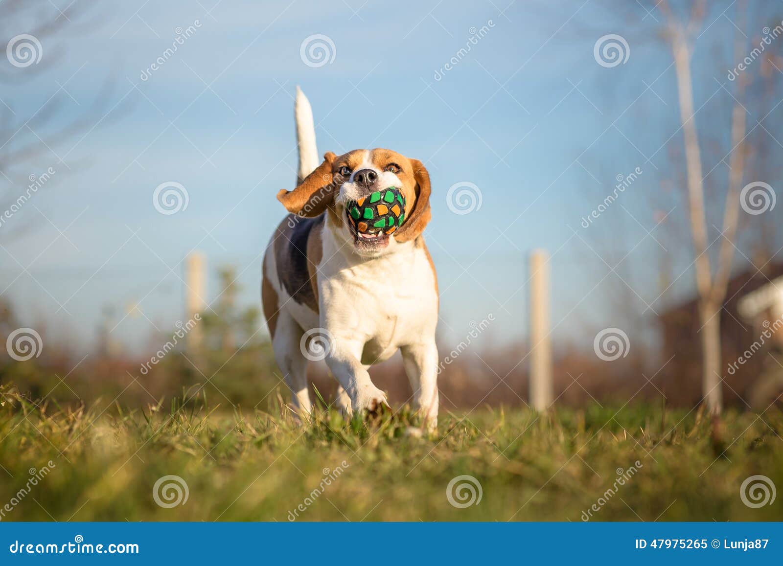 Beagle dog playing stock image. Image of running, domestic - 47975265