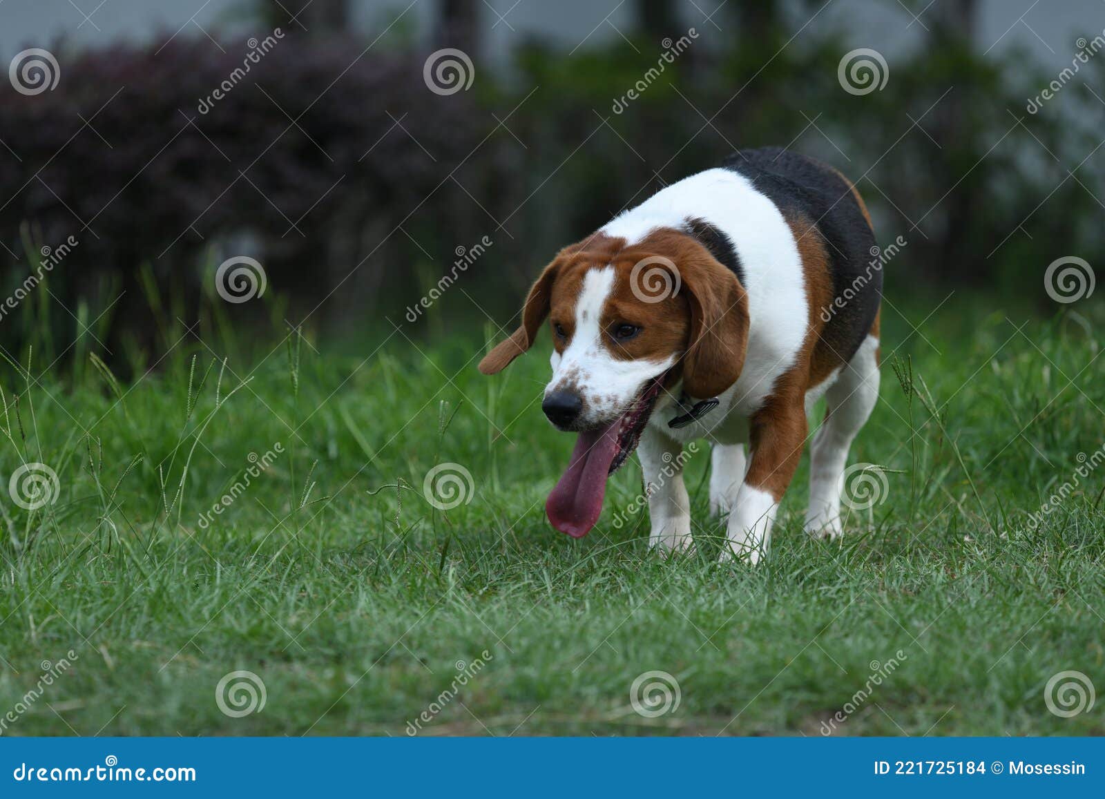 Beagle Dog Playing at Garden Stock Photo - Image of brown, beagle ...