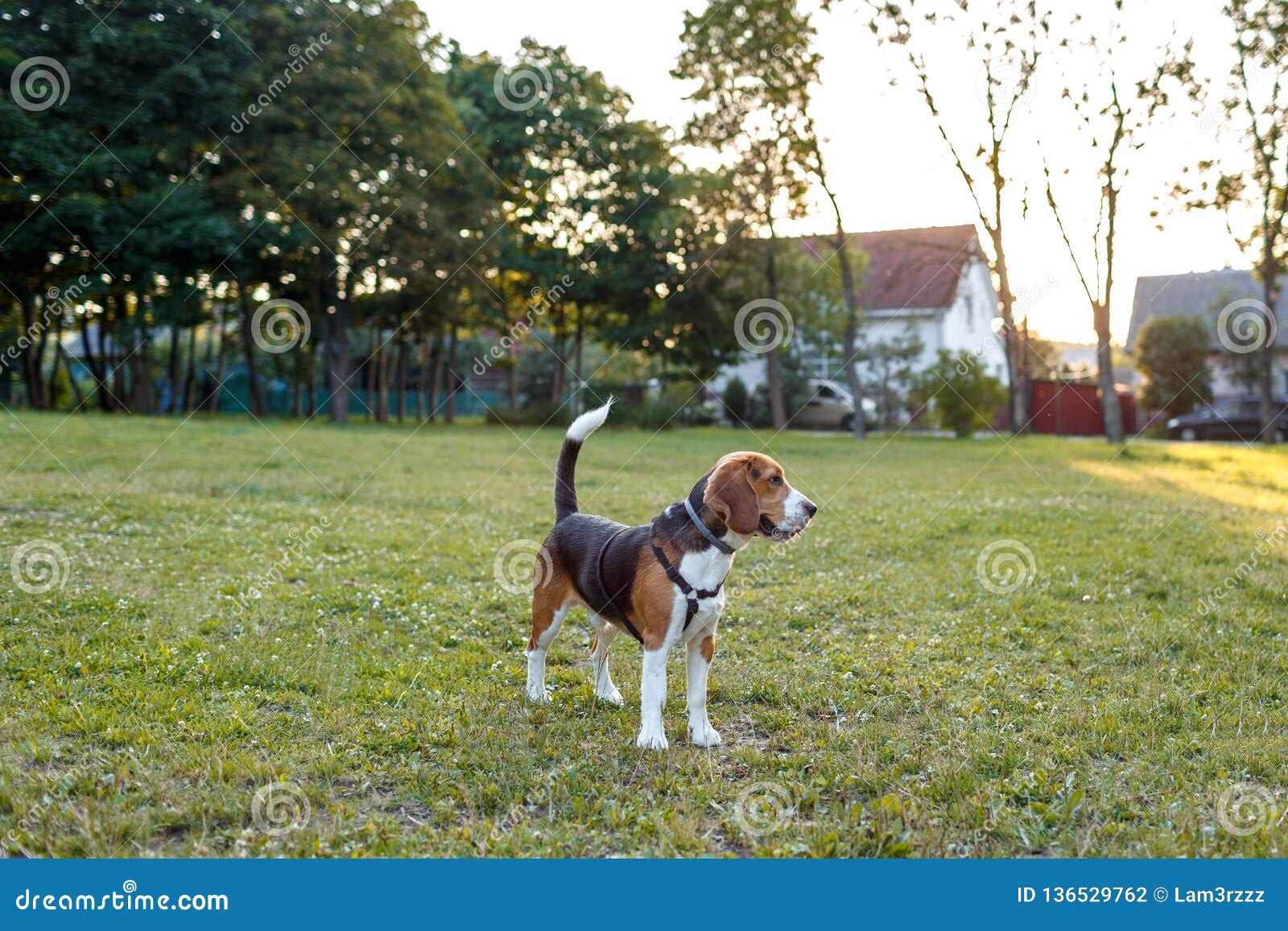Beagle Dog Playing on Green Grass Stock Photo - Image of outside ...
