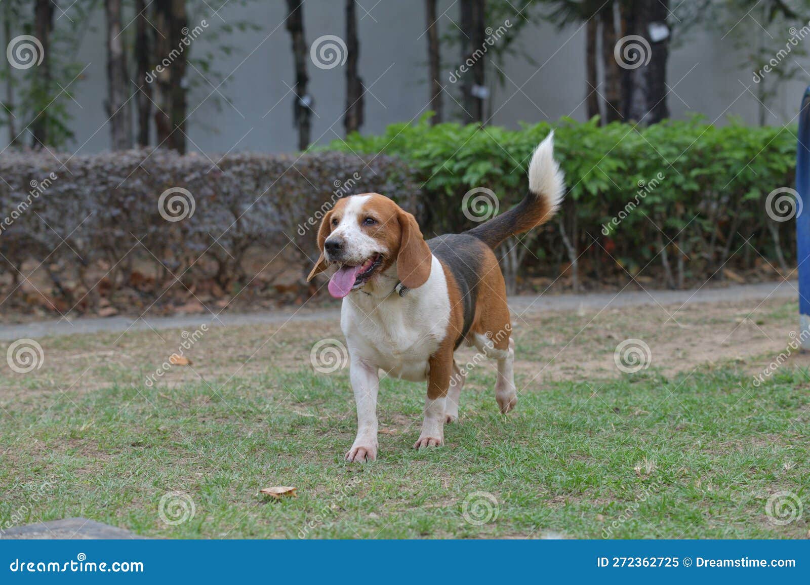Beagle dog playing in Park stock image. Image of game - 272362725