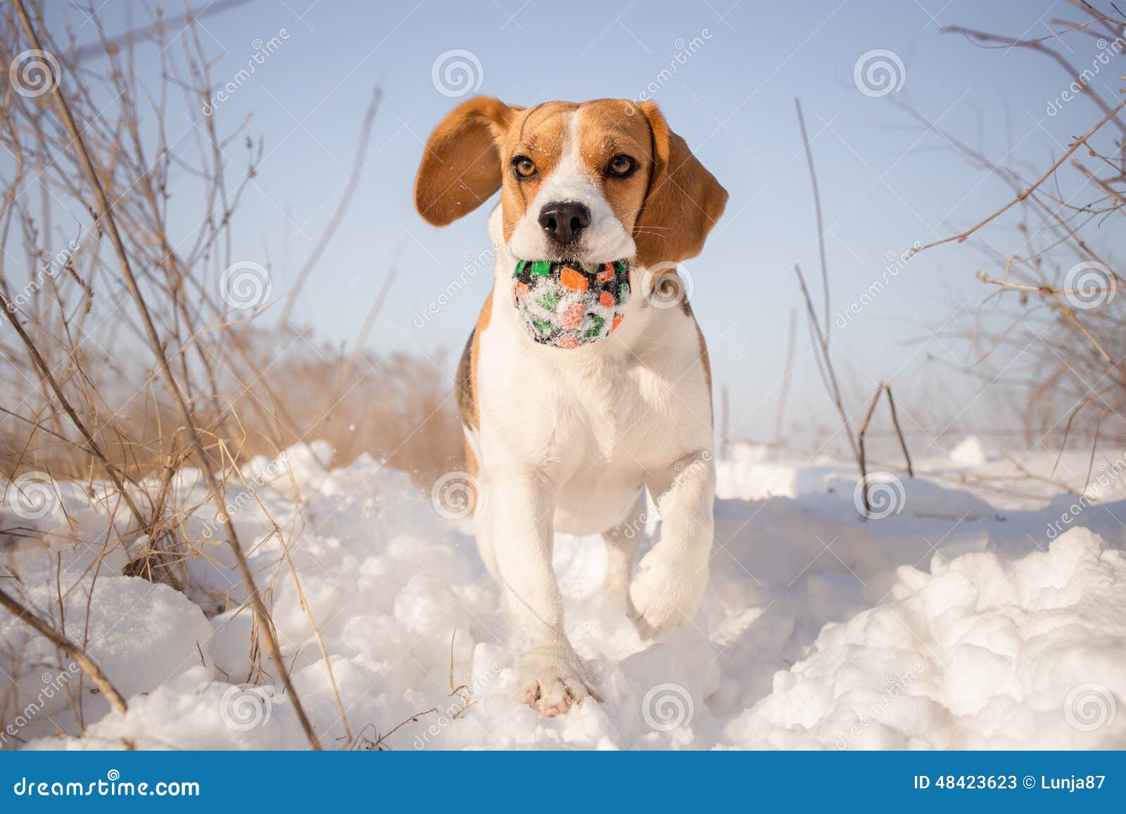 Beagle dog playing in snow stock image. Image of nose - 48423623