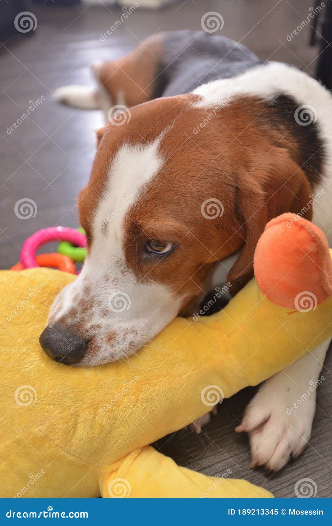 Beagle dog playing stock image. Image of friend, dogs - 189213345