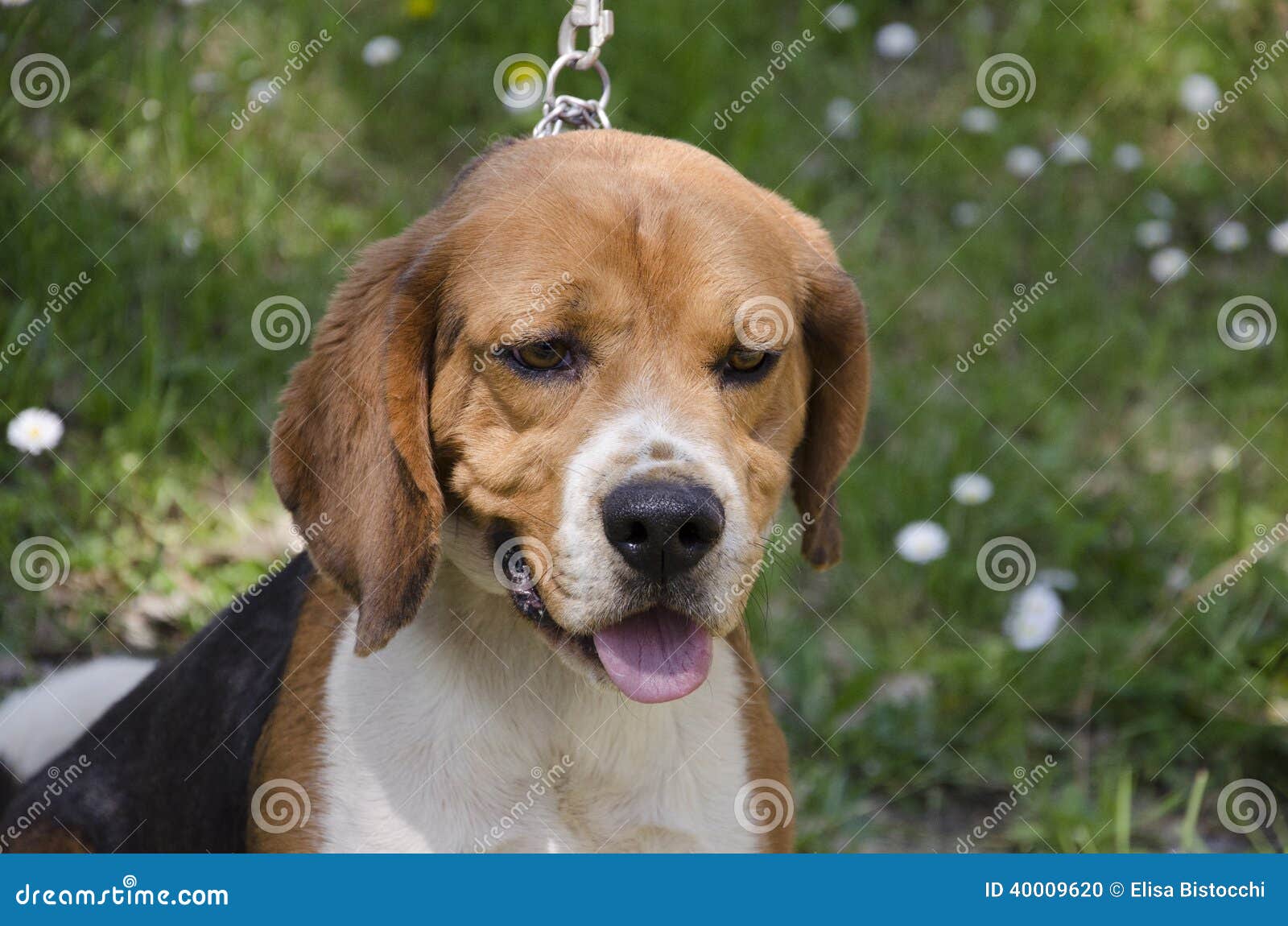 Beagle dog stock photo. Image of daisy, friend, expression - 40009620