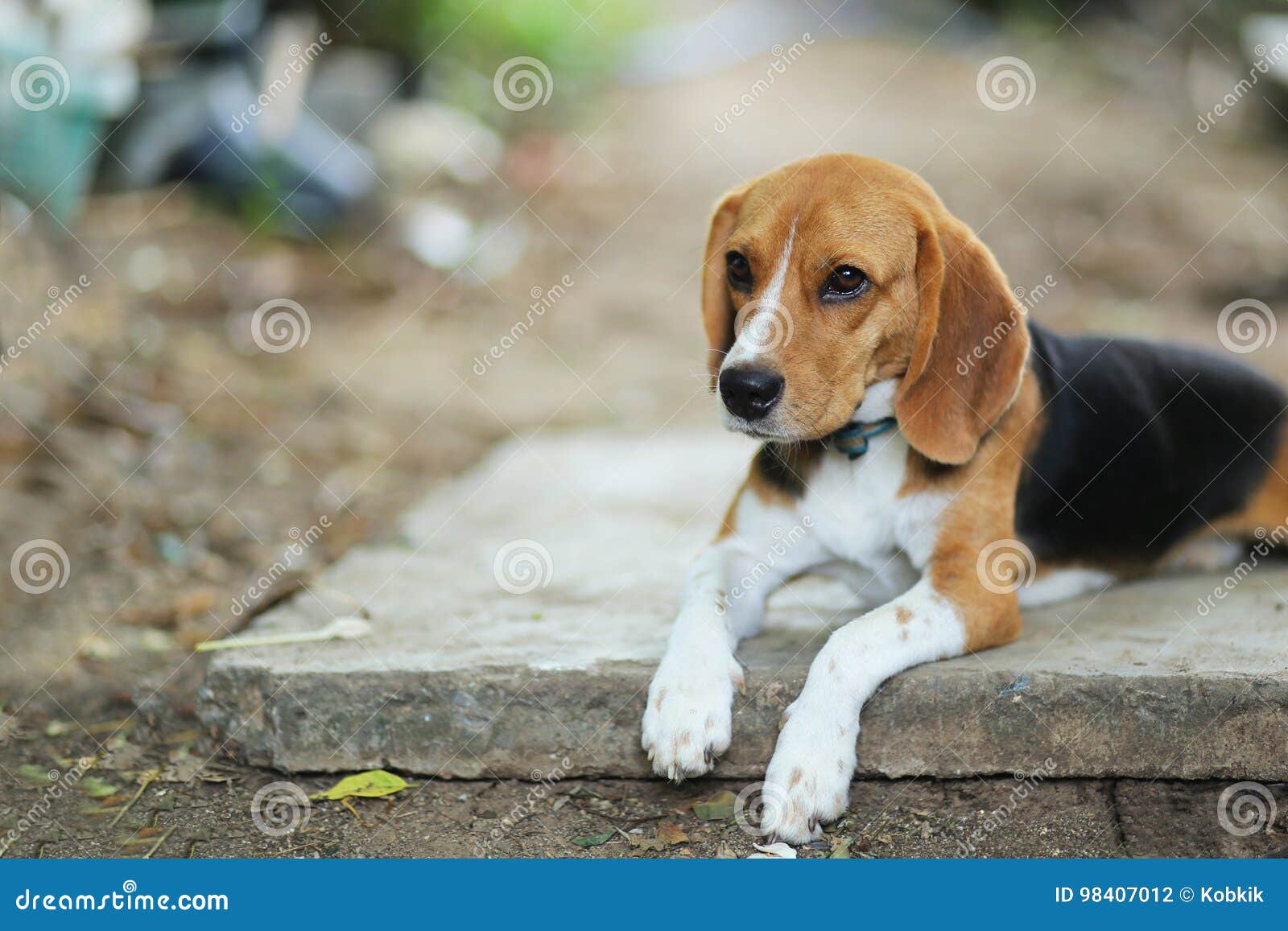 Beagle dog. stock photo. Image of portrait, nose, cute - 98407012
