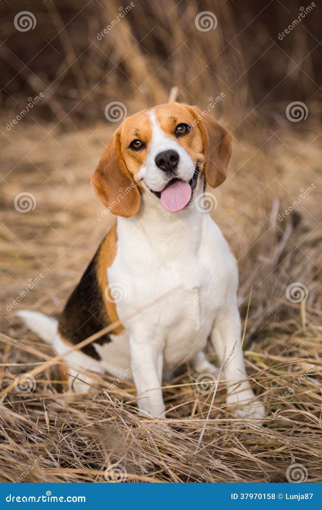 Beagle Dog Portrait Outdoors Stock Photo - Image of cute, active: 37970158