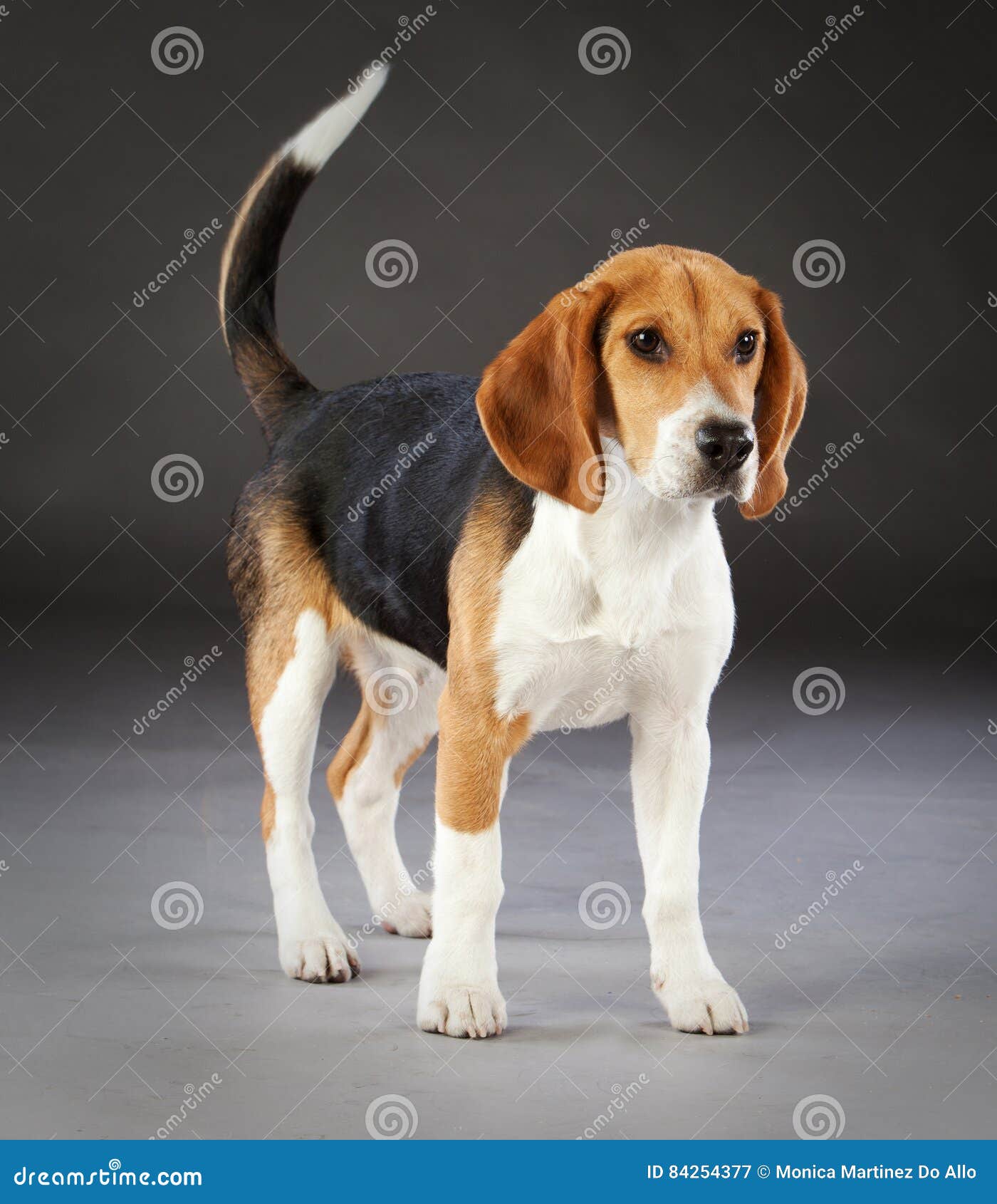 Beagle dog portrait stock image. Image of friend, funny - 84254377