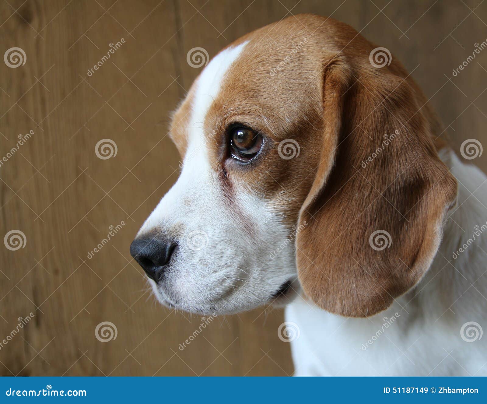 Beagle dog portrait stock image. Image of eyes, beautiful - 51187149