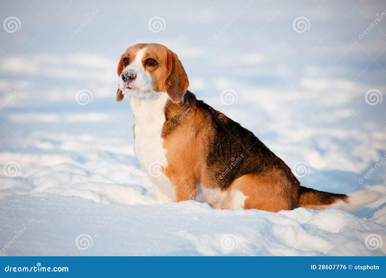 Beagle Dog Portrait in Winter Stock Photo - Image of ears, bring: 28607776