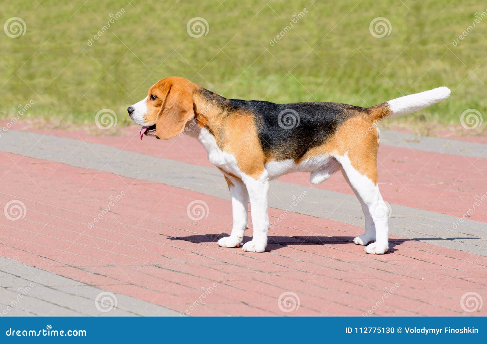 Beagle dog in profile. stock photo. Image of brown, domestic - 112775130