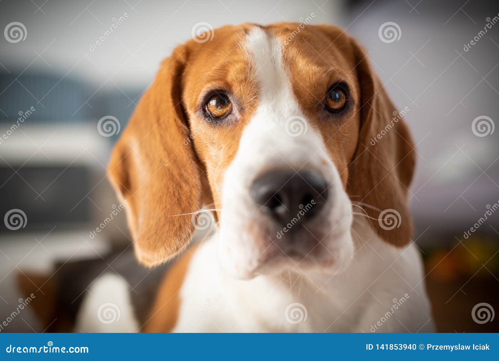 Beagle Dog Purebred Bright Portrait Stock Photo - Image of interior ...