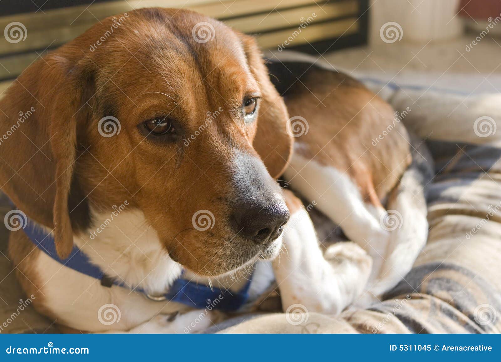 Beagle Dog Resting stock image. Image of curious, animal - 5311045