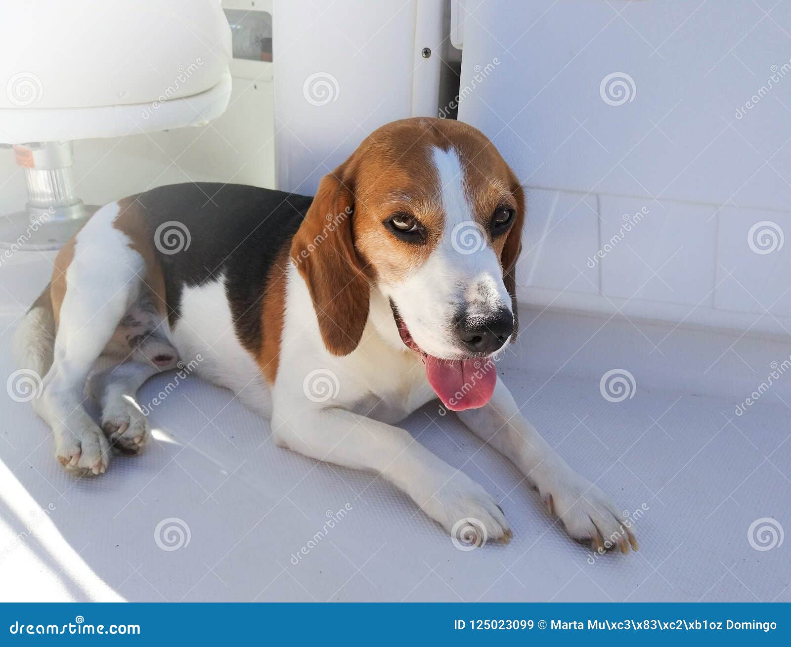 Beagle Dog Resting in Cabin Cruiser Boat Floor Stock Image - Image of ...