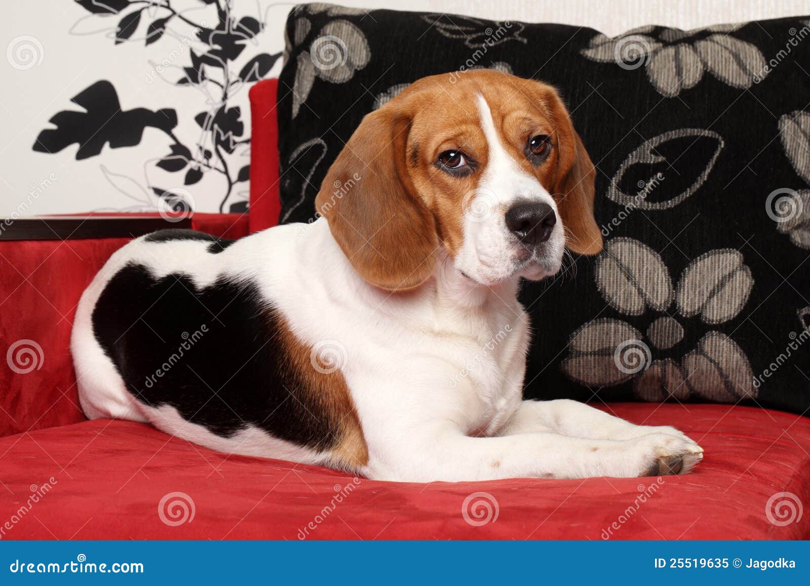 Beagle Dog Resting on Red Sofa Stock Image - Image of home, lying: 25519635