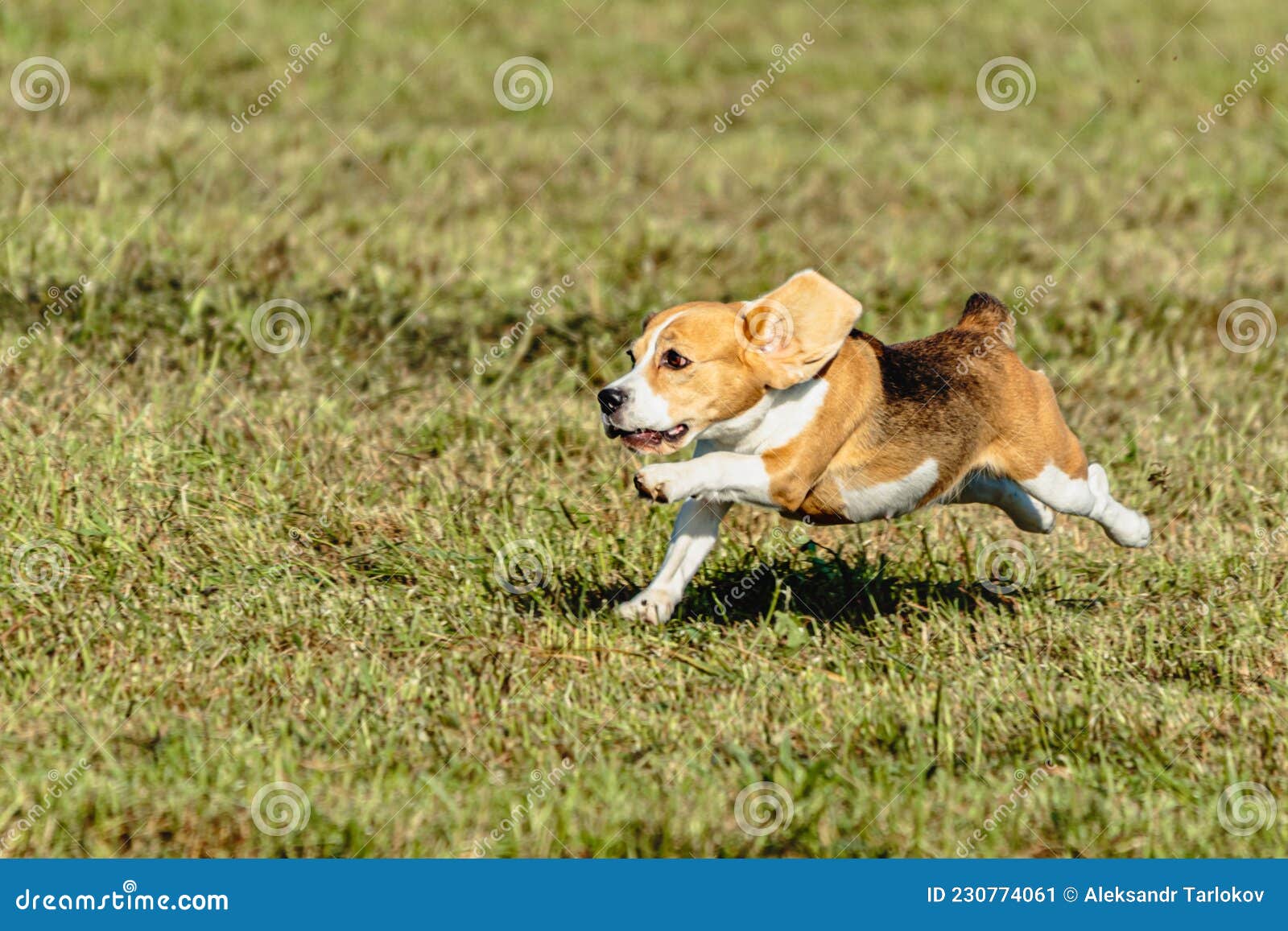 Beagle Dog Running and Chasing Coursing Lure on Field Stock Image ...