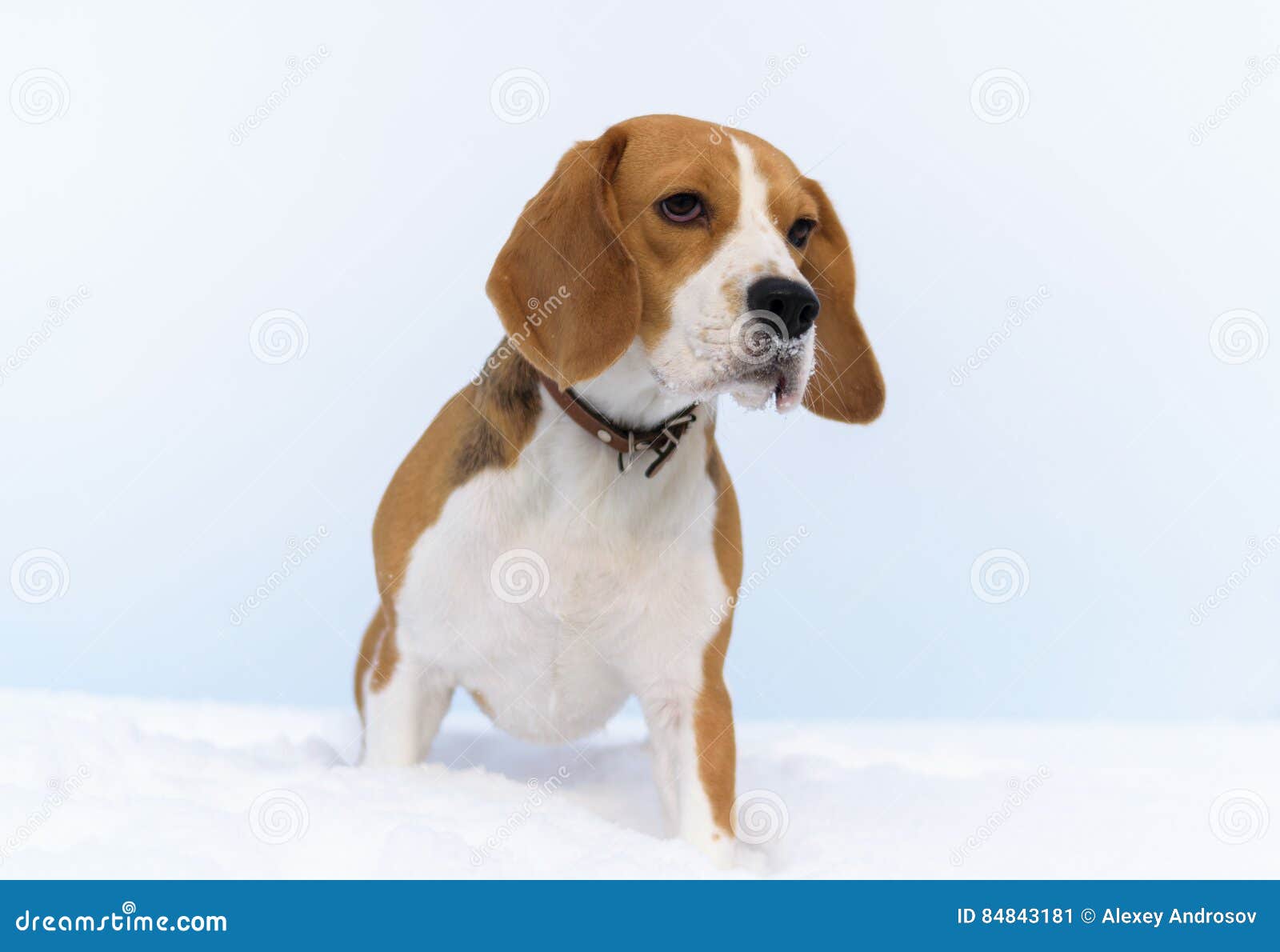 Beagle Dog Running in the Snow Stock Image - Image of action, funny ...