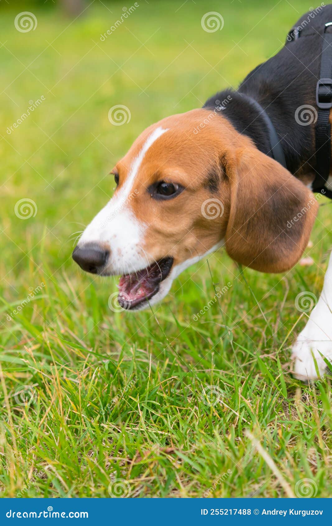 Beagle Dog Runs and Gets Angry on the Green Lawn Stock Photo - Image of ...