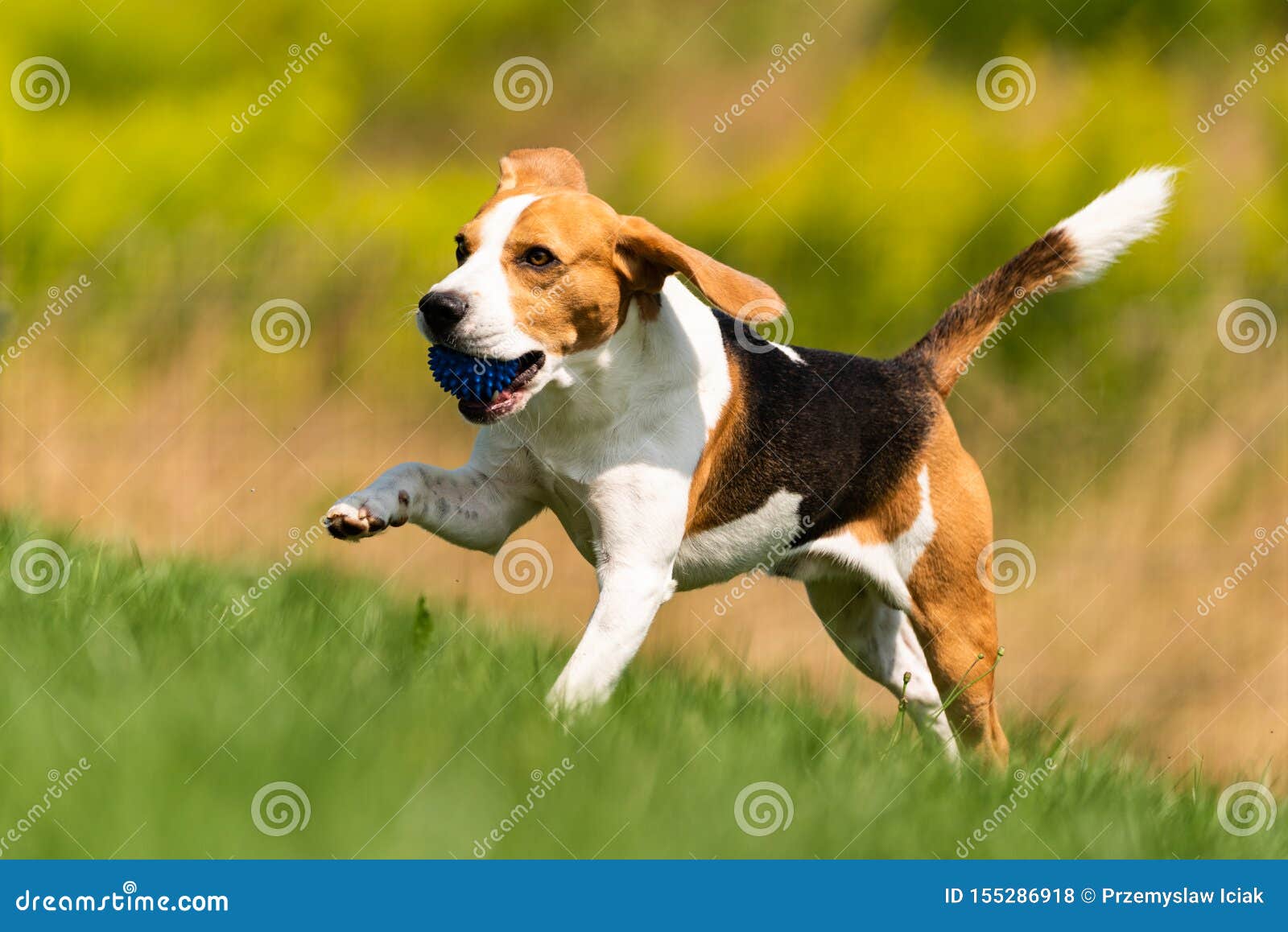 Beagle Dog Runs through Green Meadow with a Ball Stock Photo - Image of ...