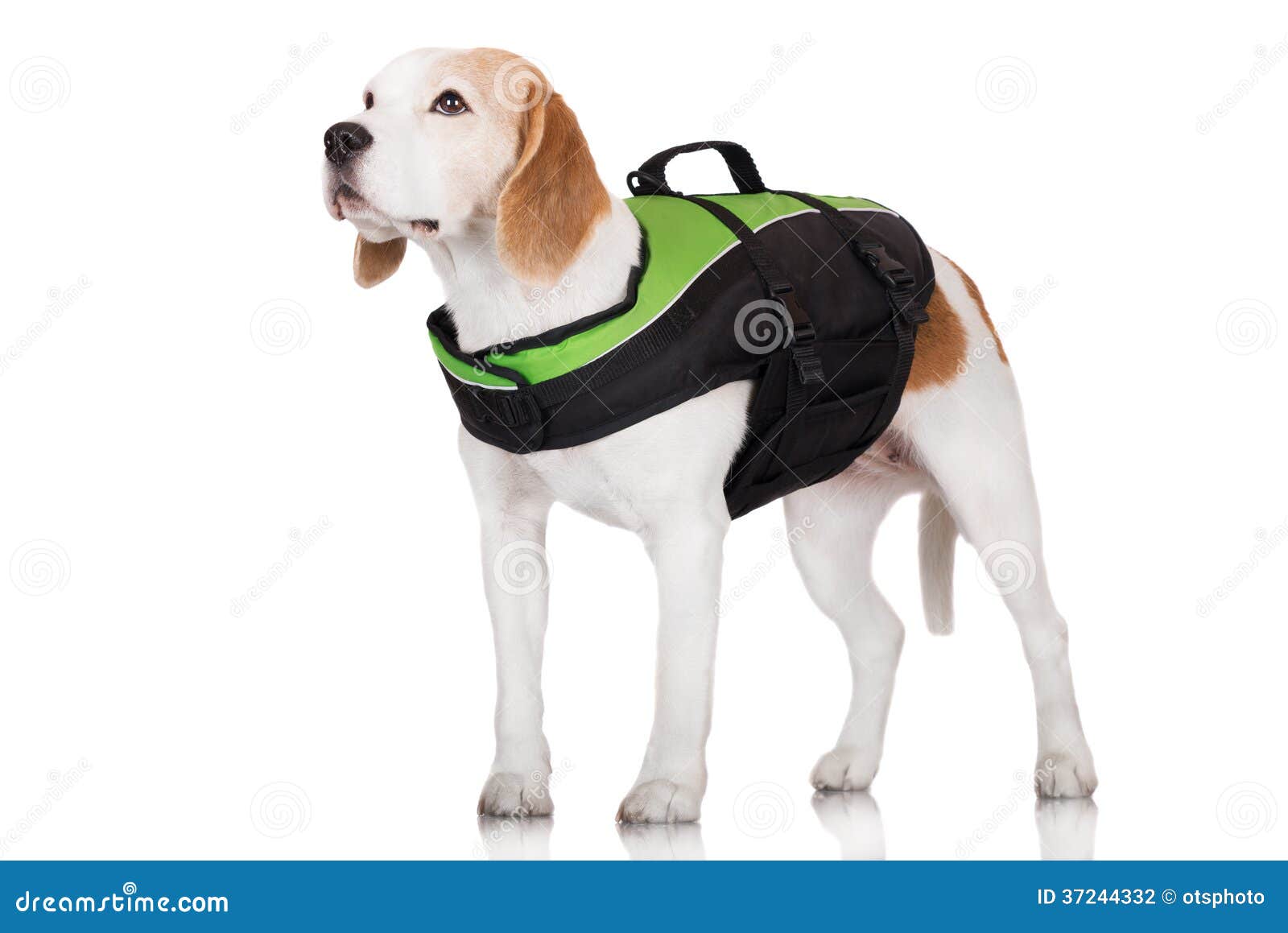 Beagle Dog in a Safety Jacket Stock Photo - Image of cute, beagle: 37244332