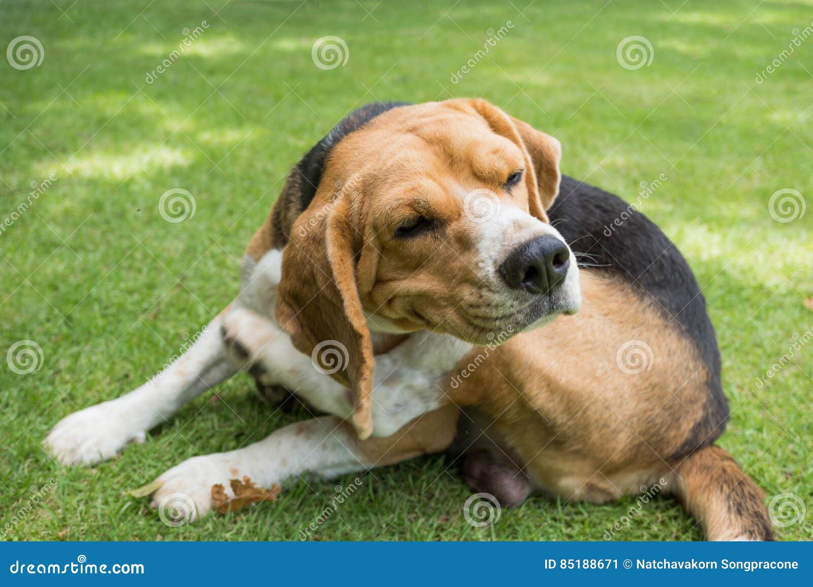 Beagle Dog Scratching on Grass Stock Image - Image of portrait, allergy ...