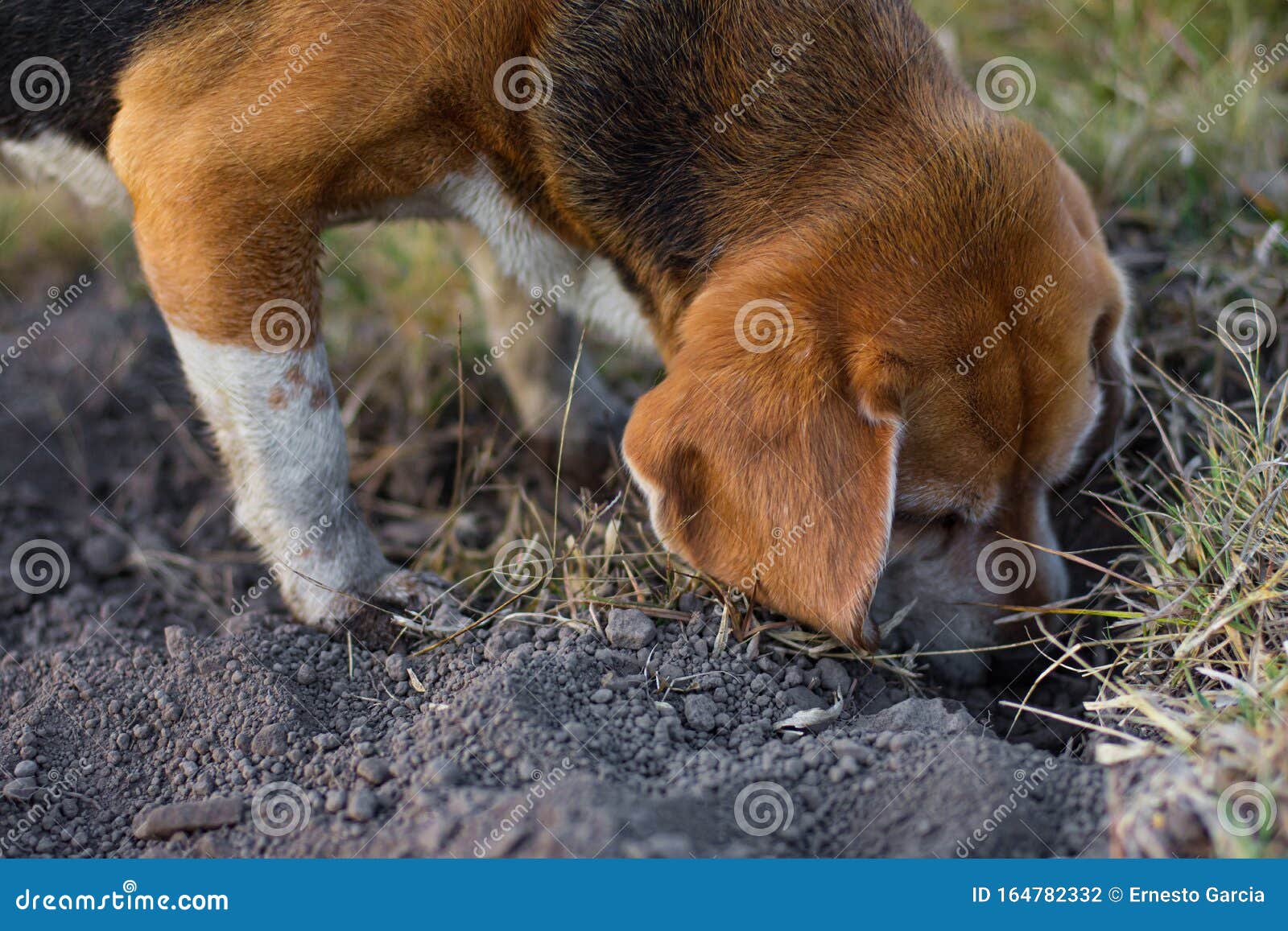 How Do I Stop My Beagle From Digging
