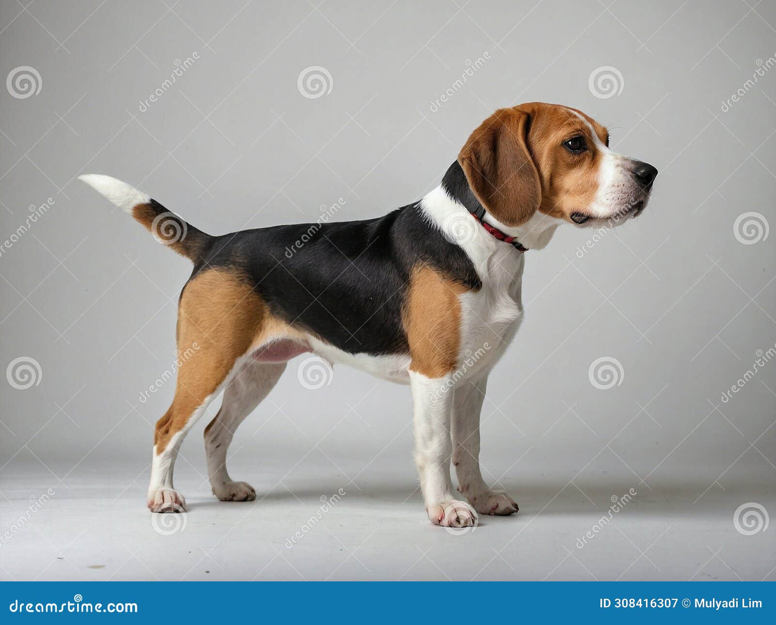 Side View of a Beagle Dog Stands on a White Background. Stock Image ...