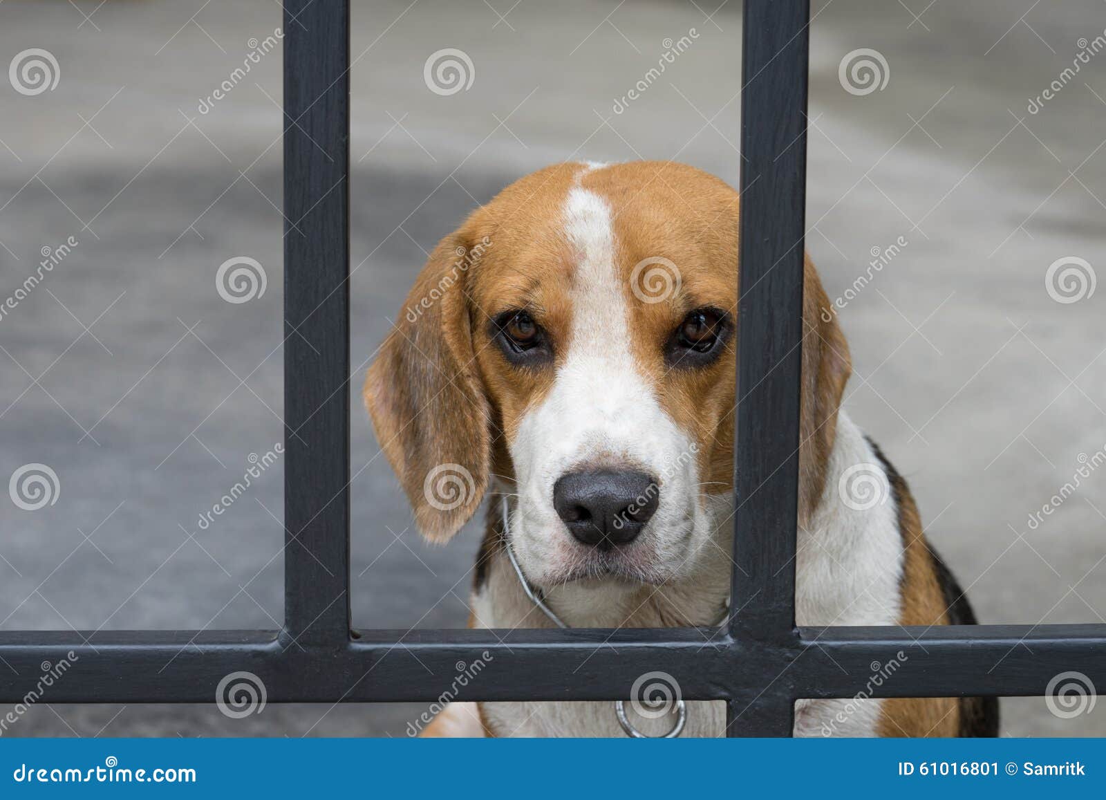 Beagle dog stock image. Image of mammal, door, closeup - 61016801